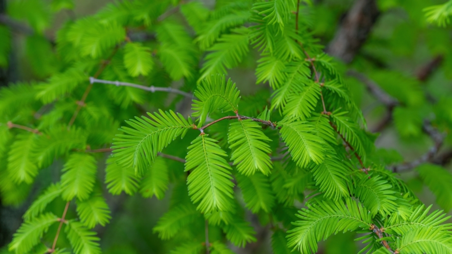 How to Plant, Grow, and Care for Dawn Redwood Trees