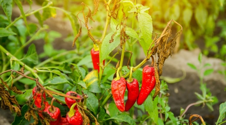9 Common Pepper Diseases to Watch for This Season