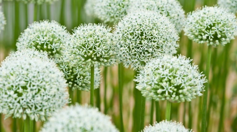 How to Plant, Grow, and Care for Giant Alliums
