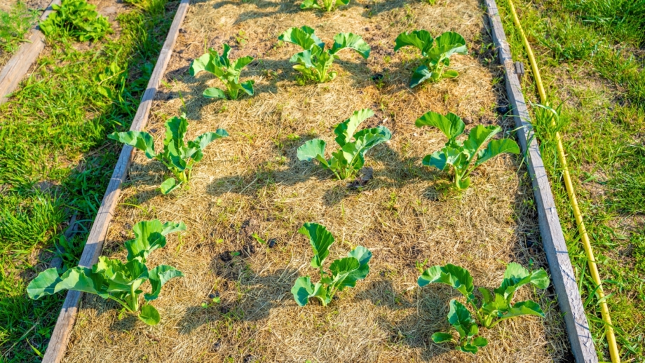 How to Grow Cauliflower in Raised Beds: A Complete Guide
