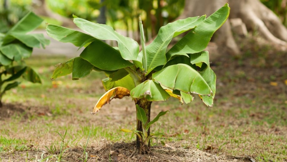 9 Best Banana Trees for Home Gardens