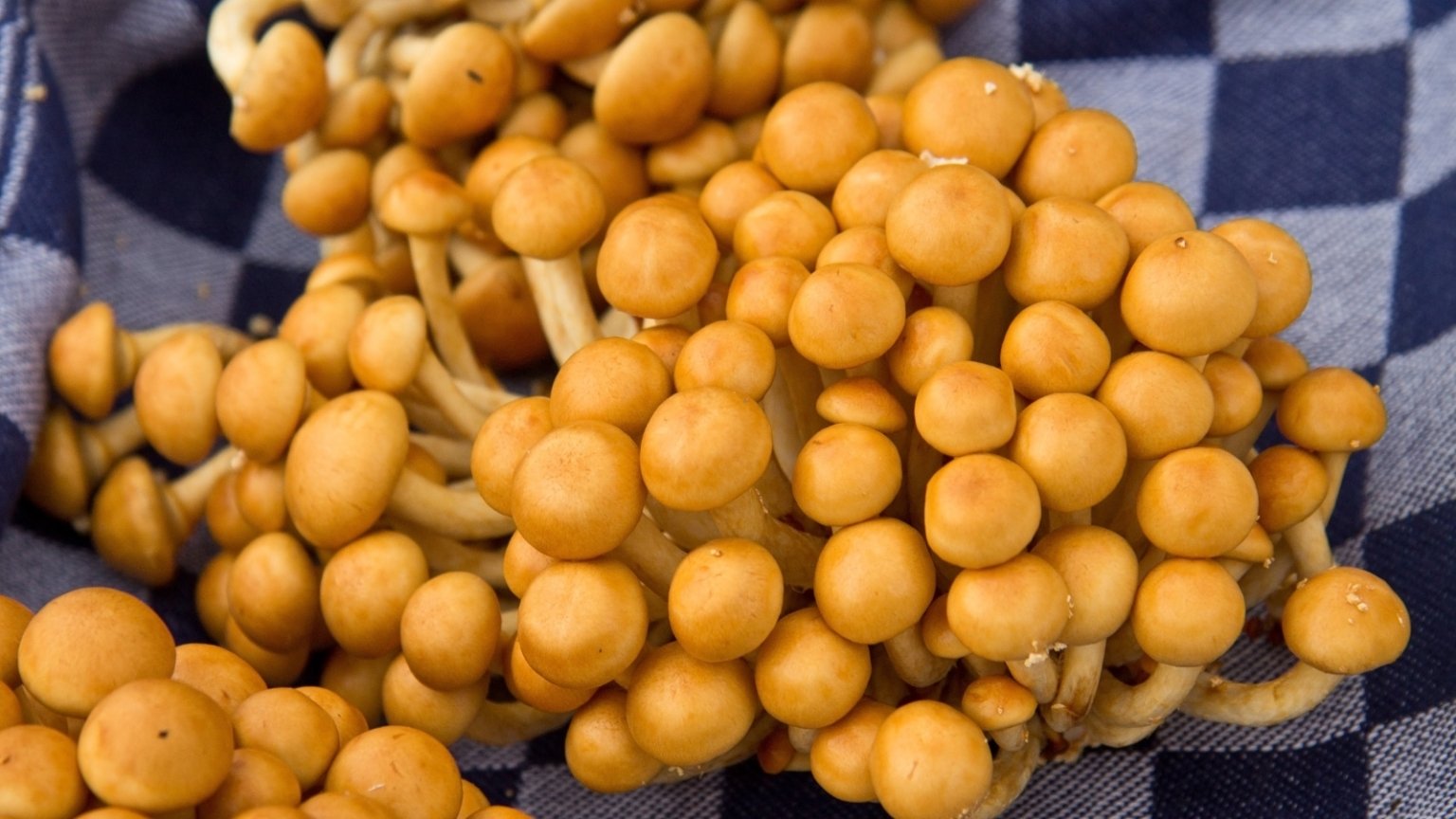 13 Best Mushrooms You Can Grow At Home