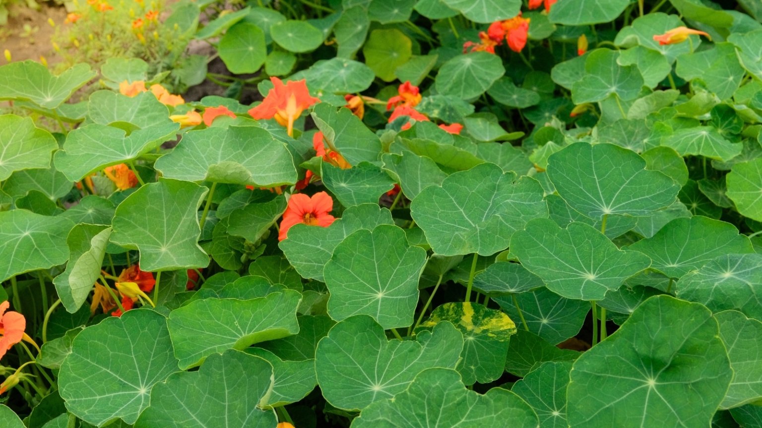 What are Trap Plants, and Do They Actually Work?