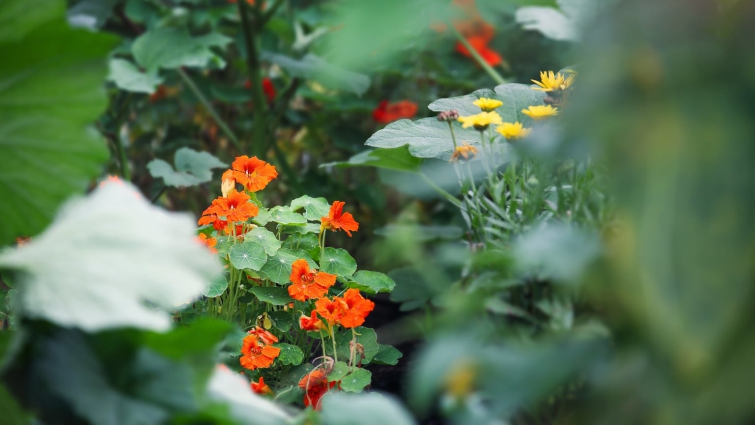 5 Unique Ways to Deter Pests From Your Garden