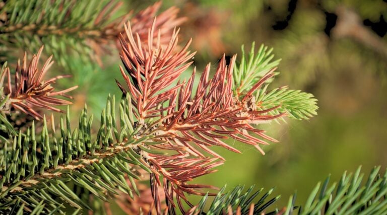 9 Common Pine Tree Diseases to Watch for in Your Landscape