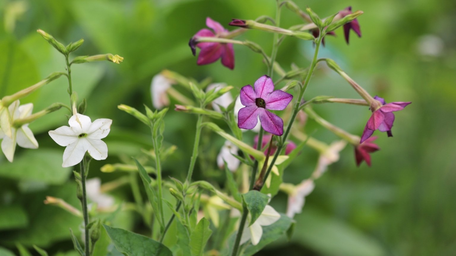 10 Thrillers, Fillers, and Spillers For Stunning Container Displays