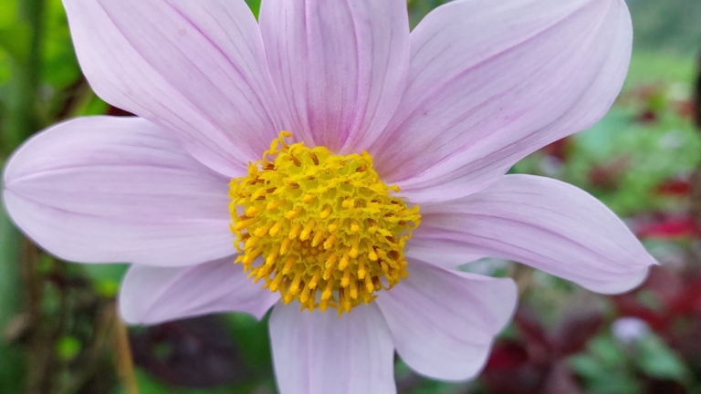 Pompon, Collarette, and Cactus: A Guide To Dahlia Types