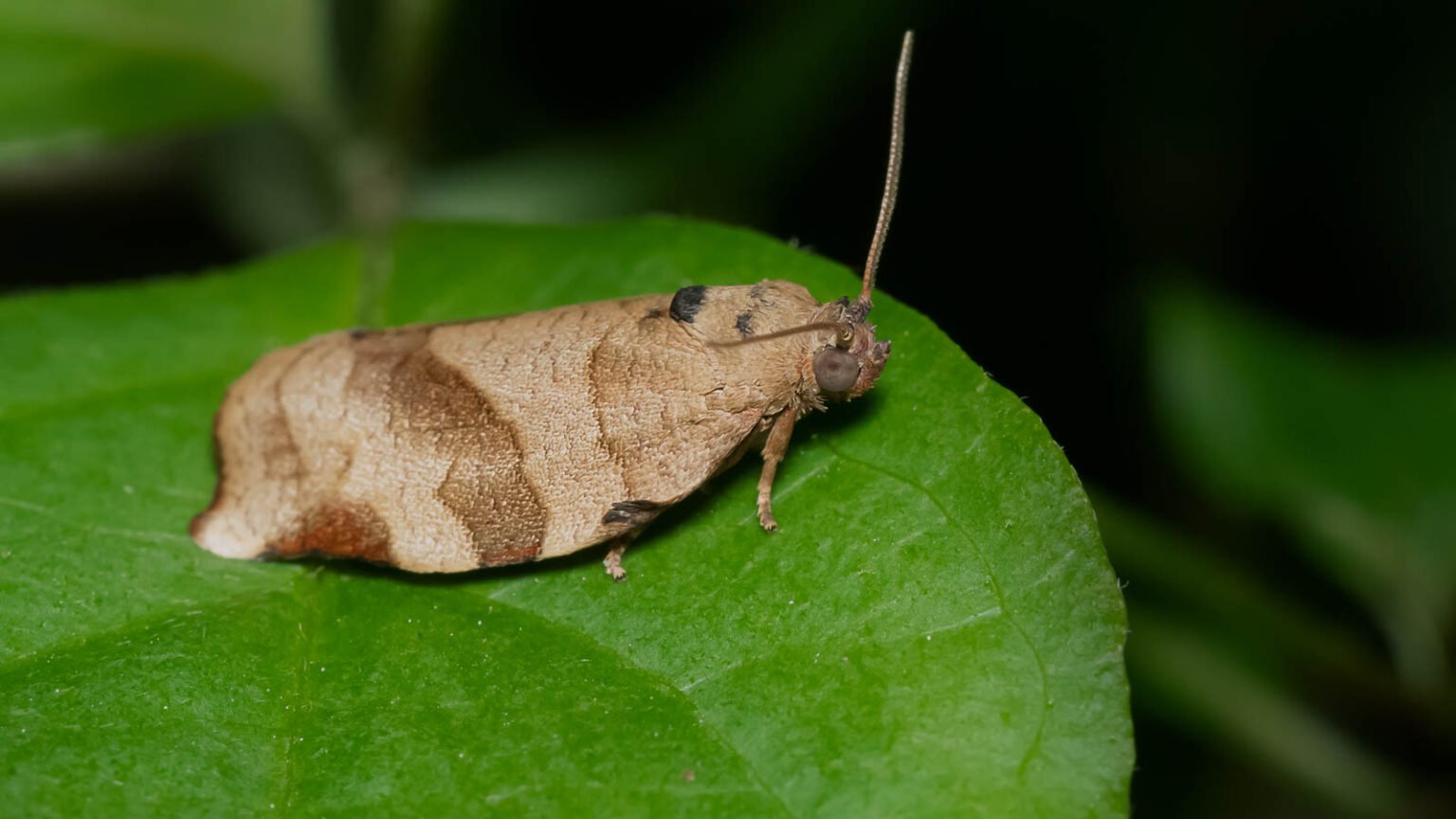 How to Identify and Control Leafrollers