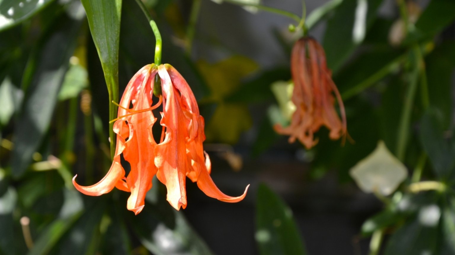 31 Rare and Unique Flowers You Can Grow