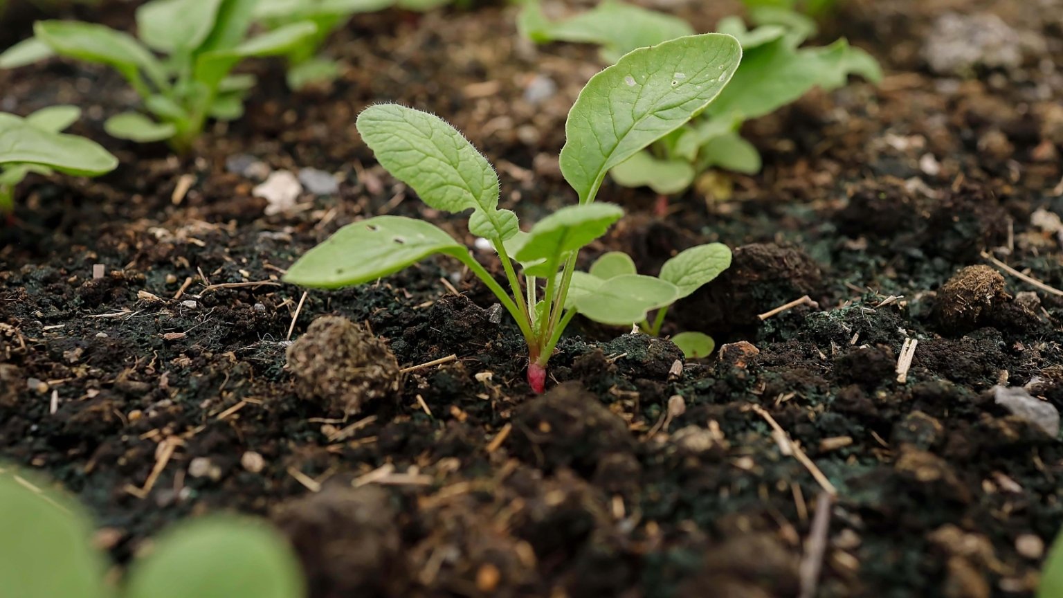 A Beginner's Guide to Soil Amendments For a Healthy Garden