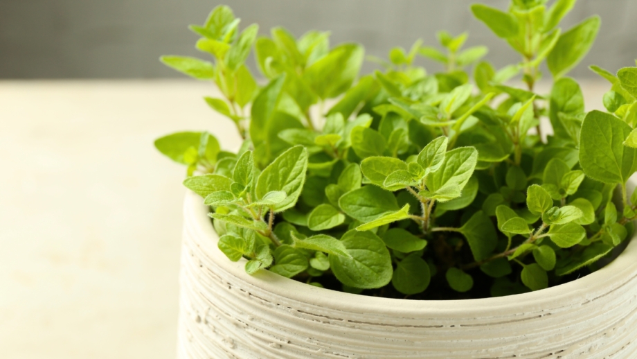 21 Popular Plants You Should Only Grow in Pots