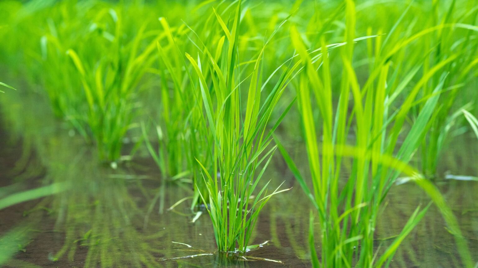 How to Plant, Grow, and Care for Rice
