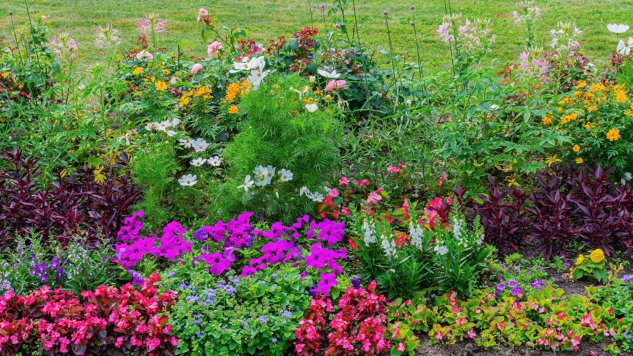 5 Reasons Your Garden Has Stopped Thriving This Summer