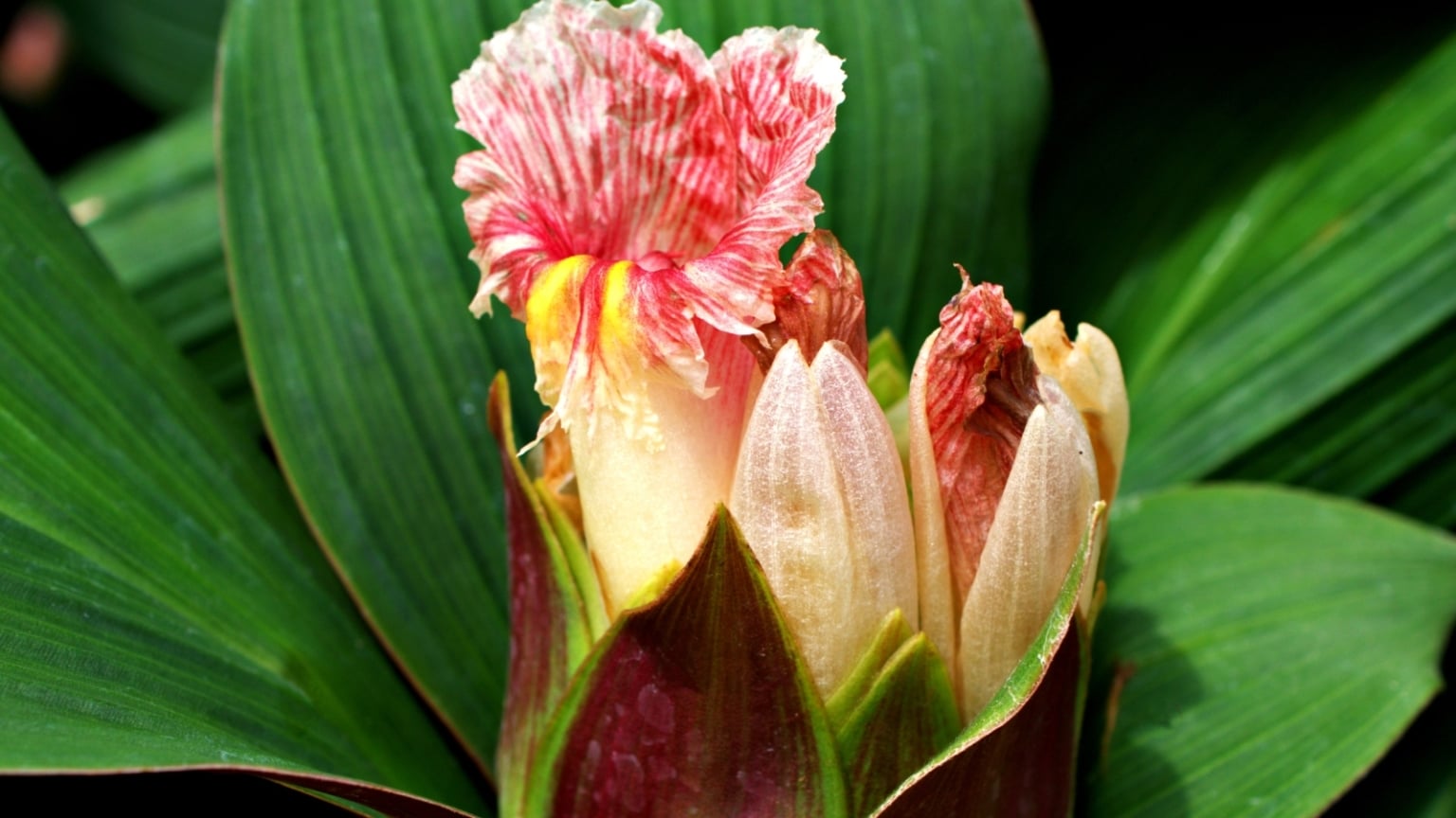 31 Rare and Unique Flowers You Can Grow