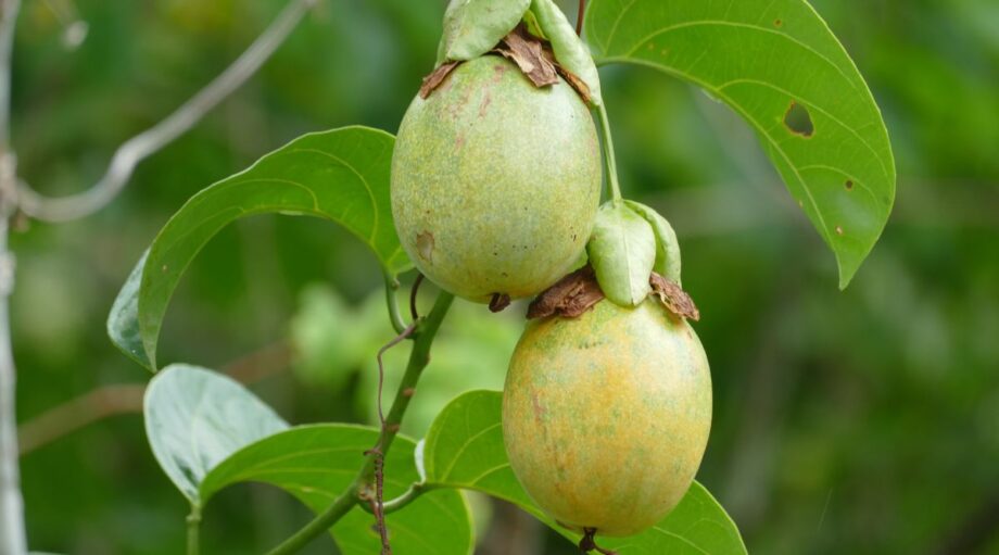 How to Plant, Grow, and Care for Passion Fruit