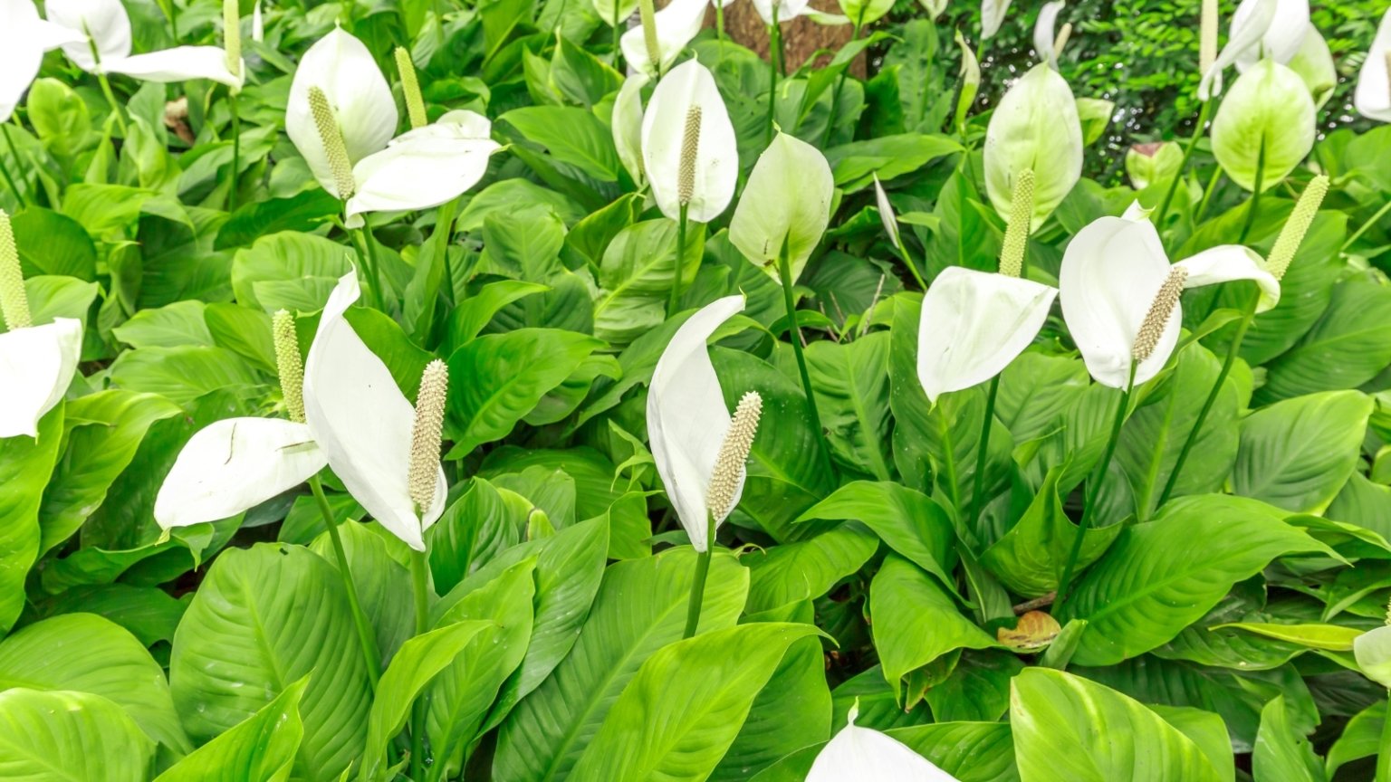 21 Tropical Plants That Grow Well in the Shade