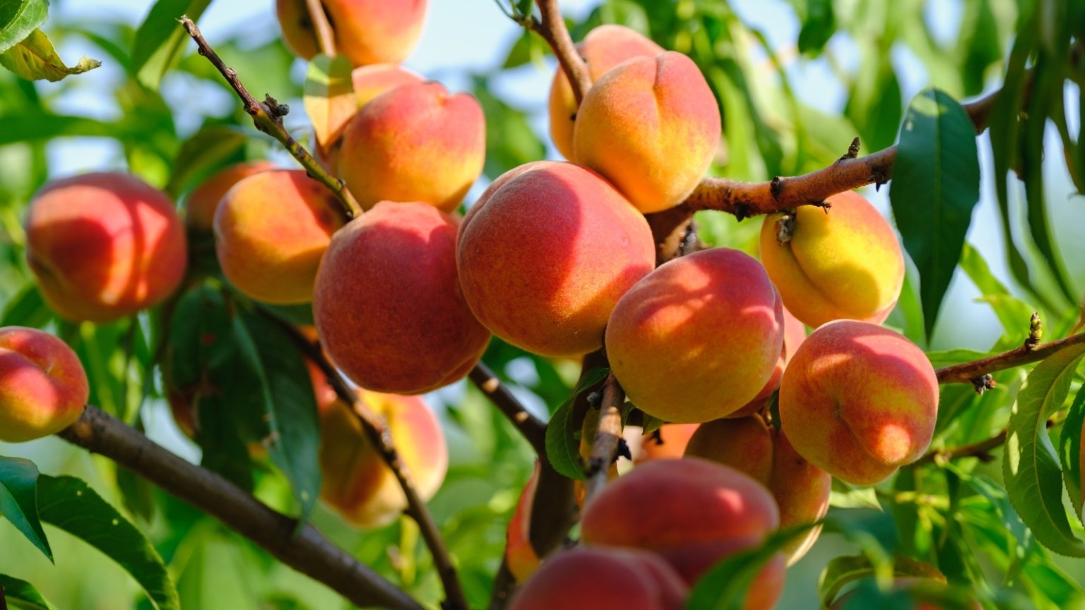 Harvesting Peaches: When and How to Pick Peaches