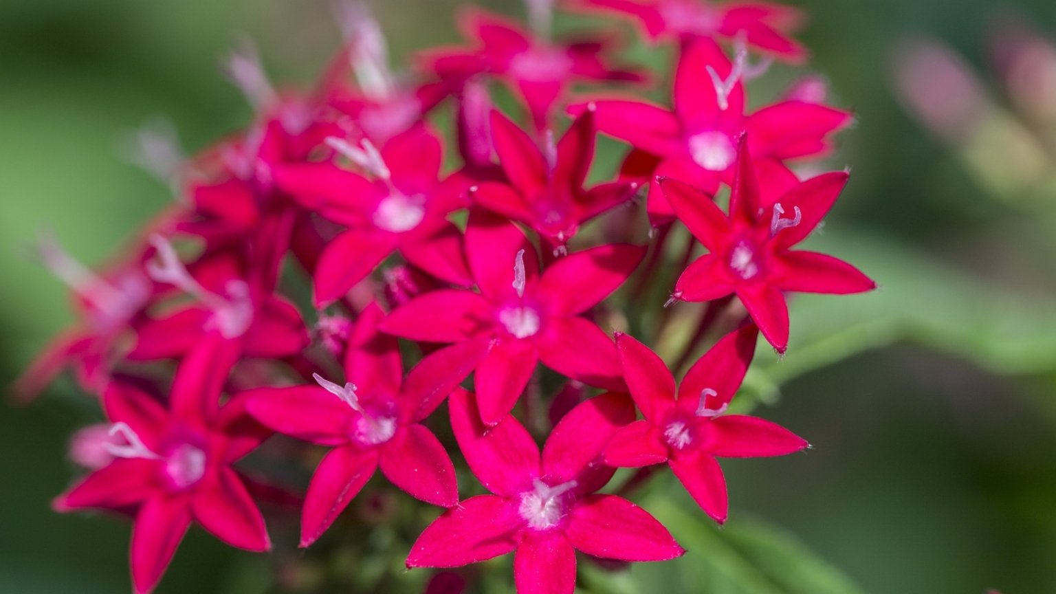 How to Plant, Grow, and Care For Pentas
