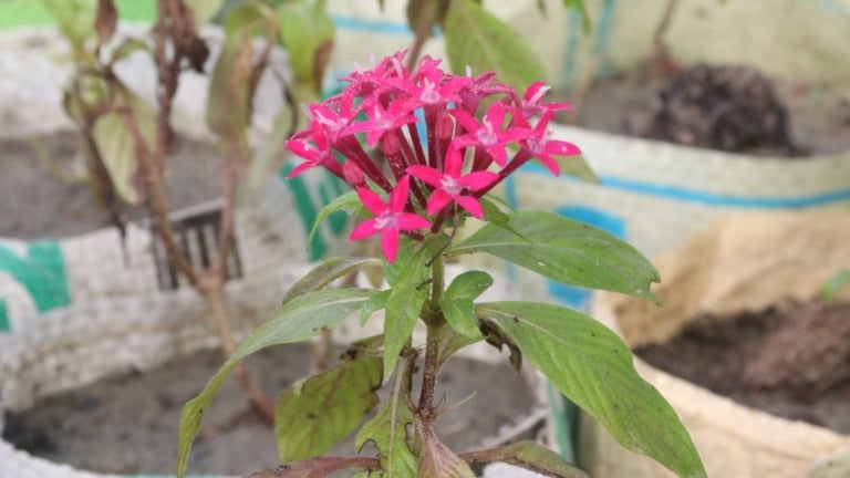How to Plant, Grow, and Care For Pentas