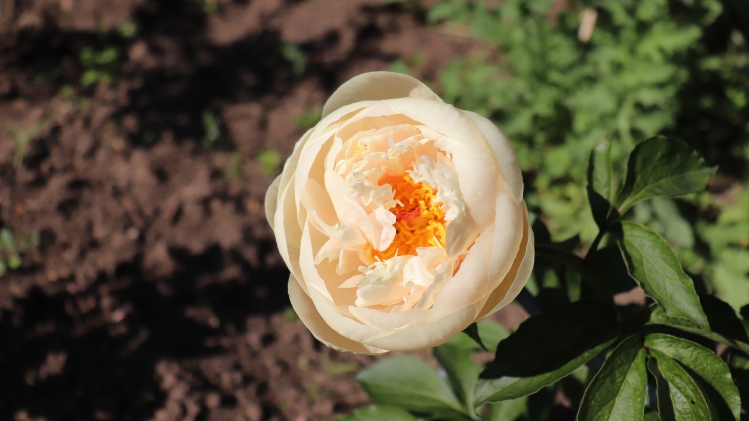 31 Rare and Unique Flowers You Can Grow