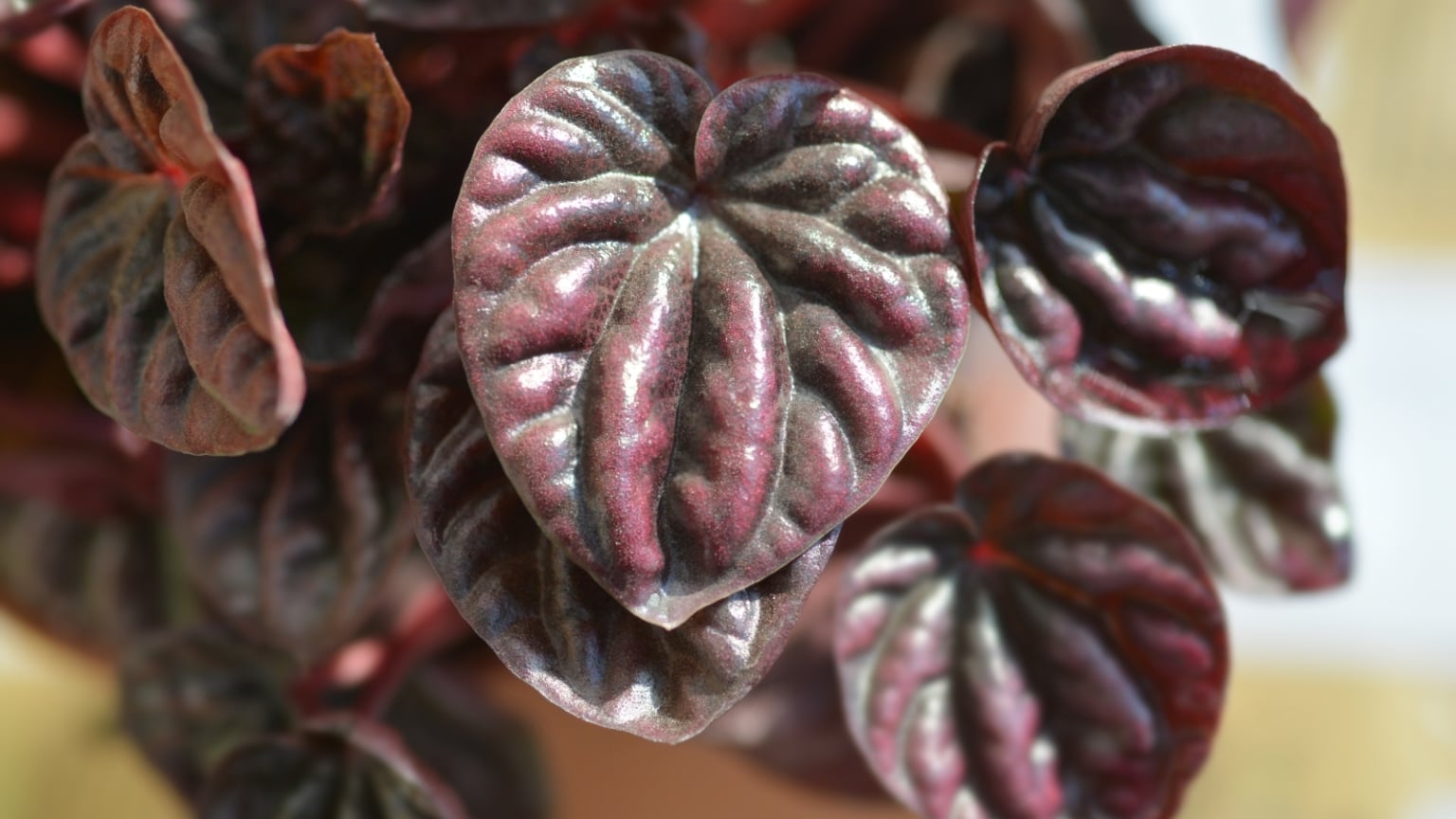 17 Houseplants with Red Foliage