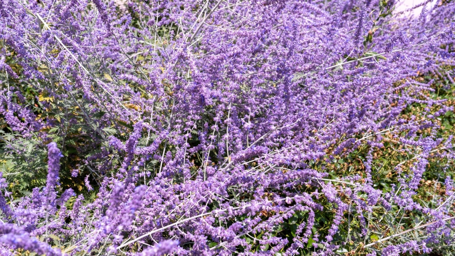 21 Longest-Flowering Perennials for Lasting Color