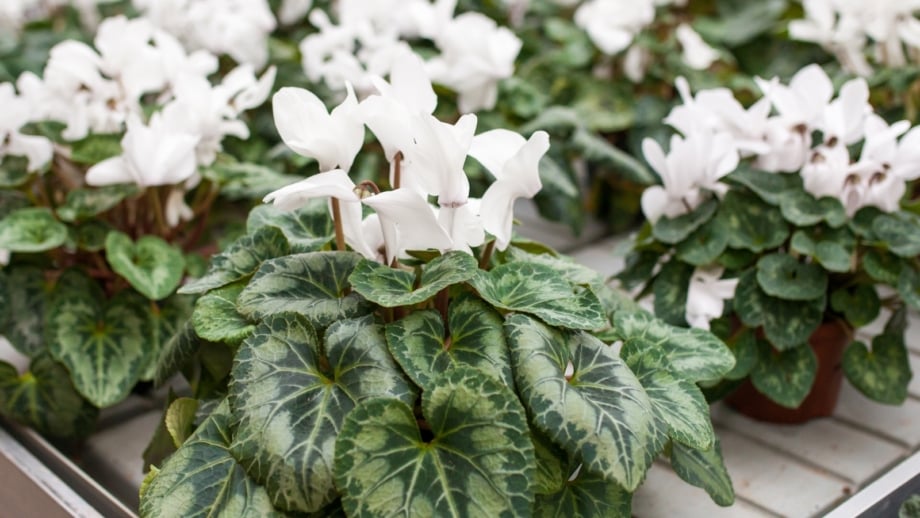 21 Houseplants That Like Low Humidity
