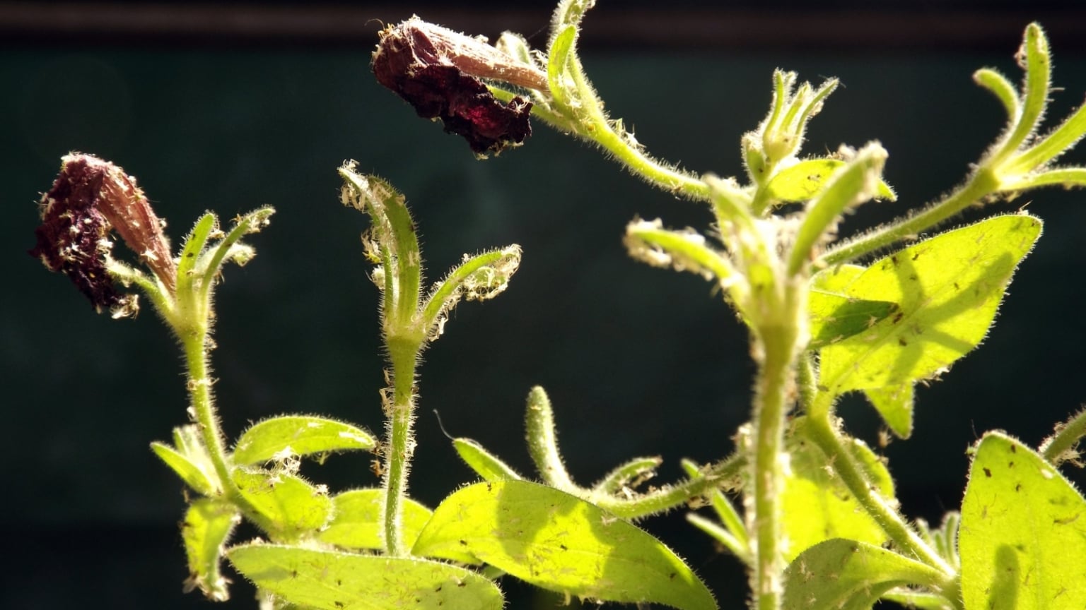 7 Petunia Pests: ID and Treatment
