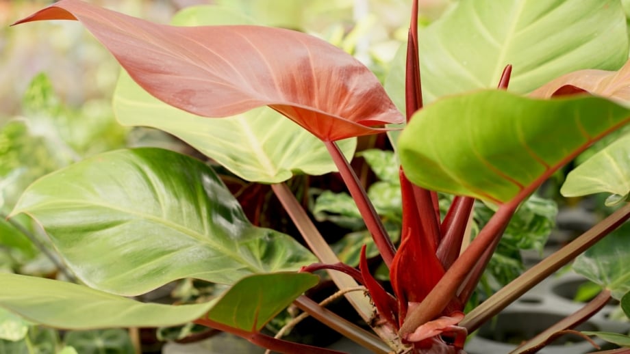 17 Houseplants with Red Foliage