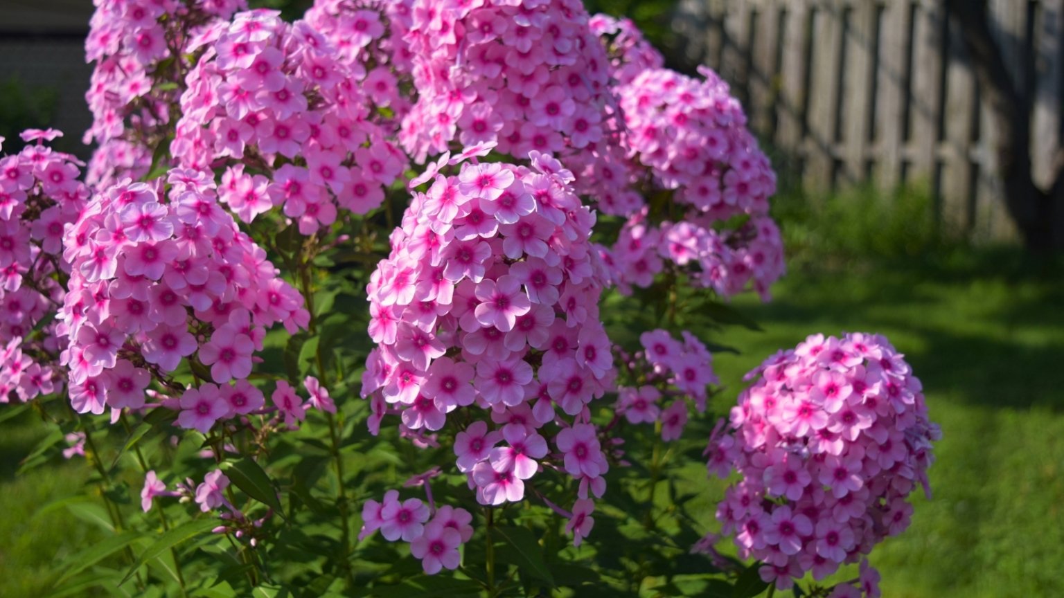 21 Longest-Flowering Perennials for Lasting Color