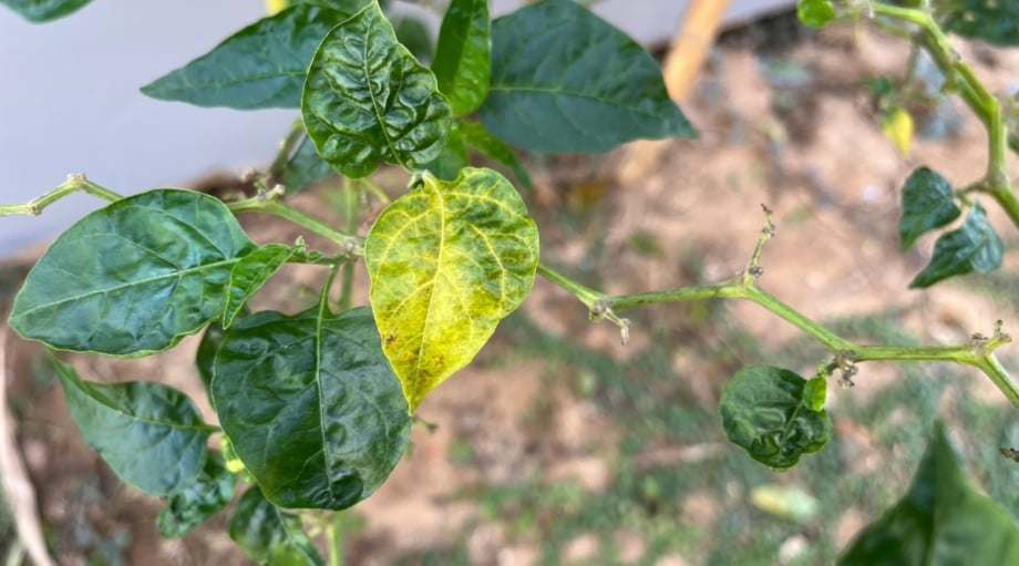 9 Common Pepper Diseases to Watch for This Season