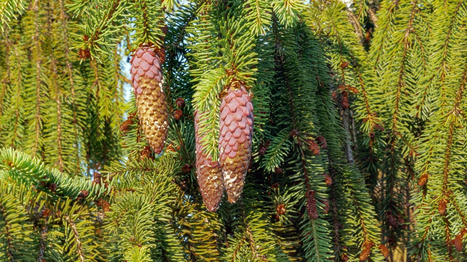 17 Low-Maintenance Trees For Your Landscape