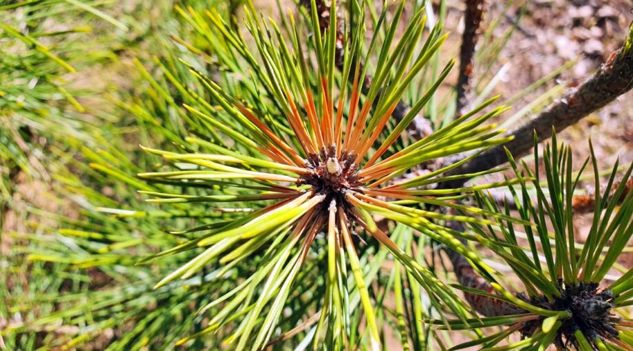 9 Common Pine Tree Diseases to Watch for in Your Landscape