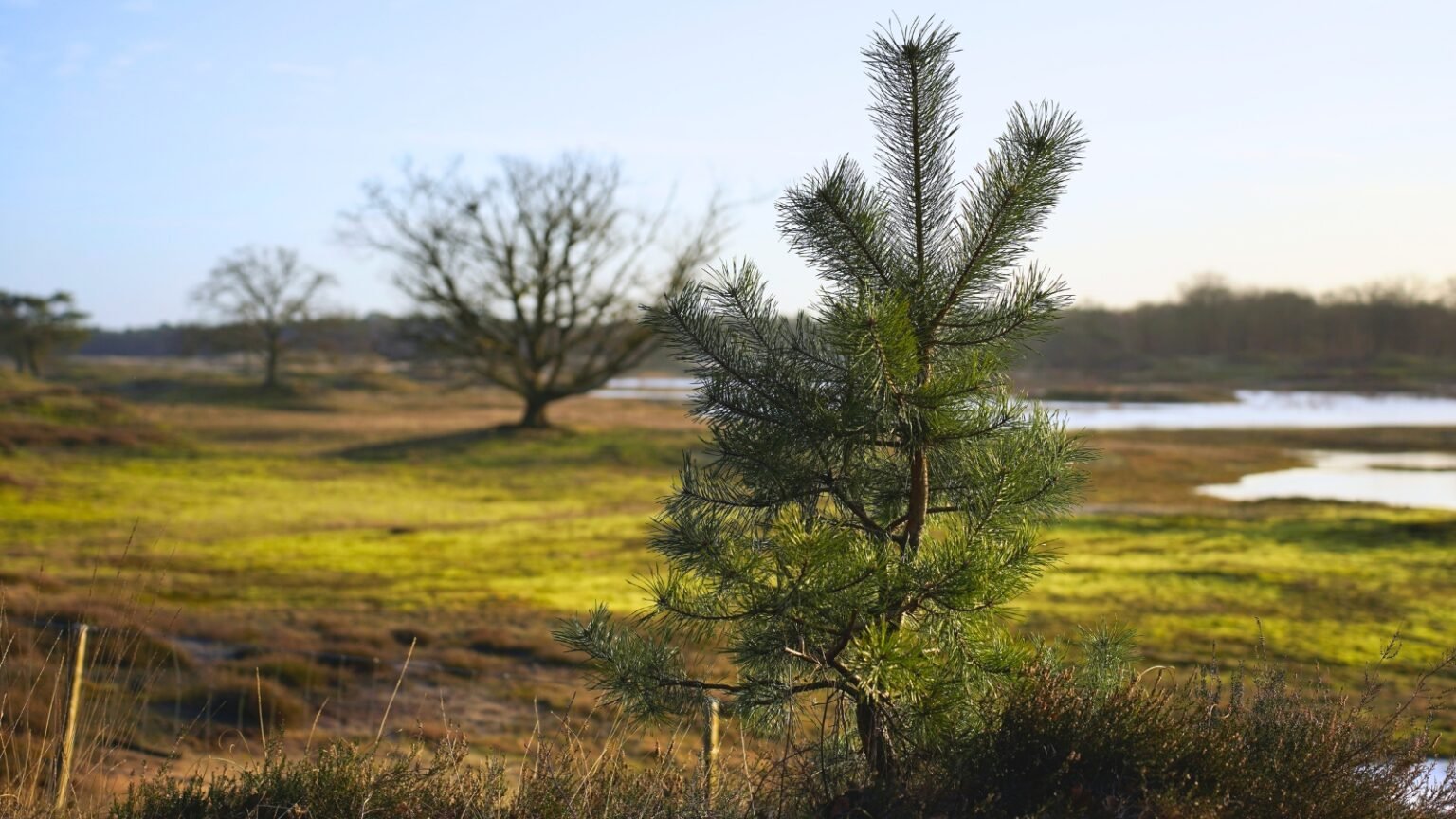 9 Common Pine Tree Diseases to Watch for in Your Landscape
