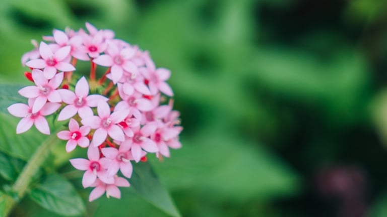 How to Plant, Grow, and Care For Pentas