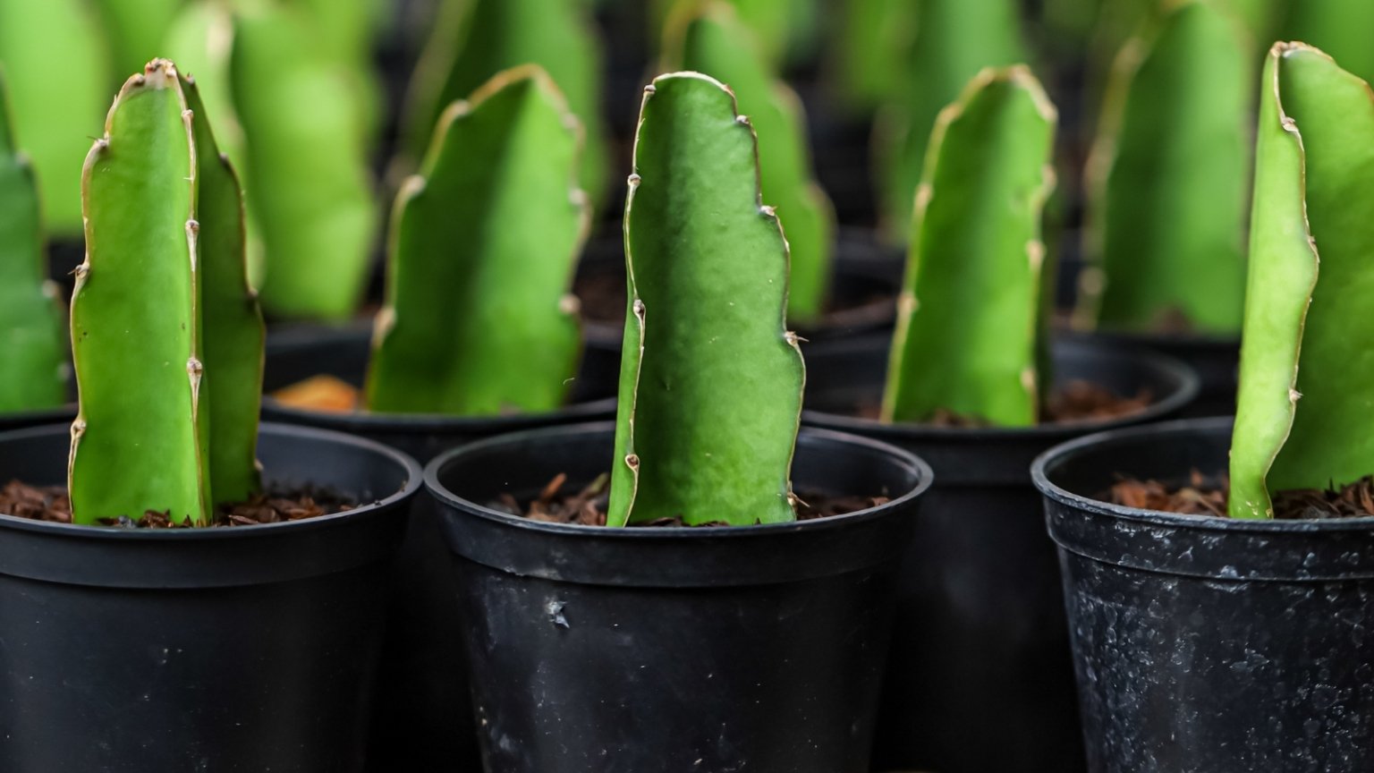 How to Propagate Dragon Fruit in 12 Steps