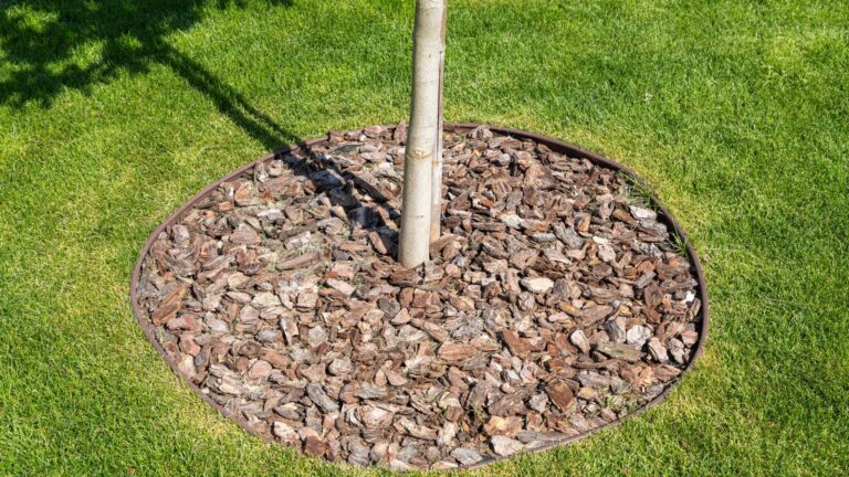How to Mulch Around Trees