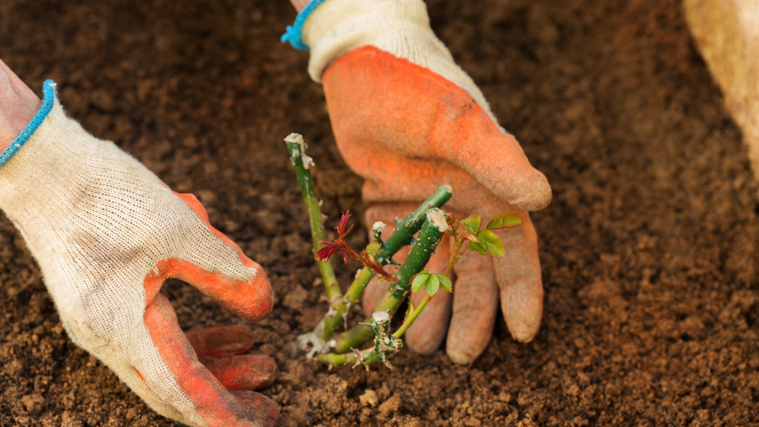 How to Plant, Grow, and Care for 'Iceberg' Roses