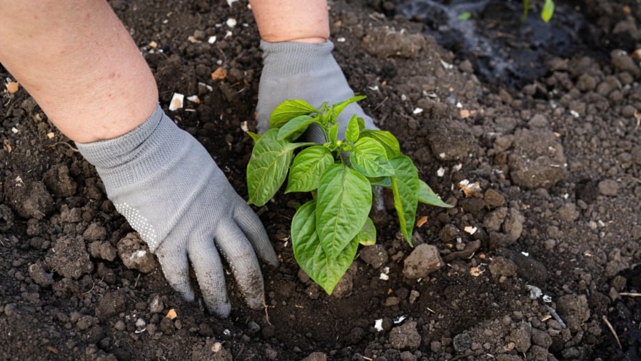How to Plant, Grow, and Care for Cubanelle Peppers