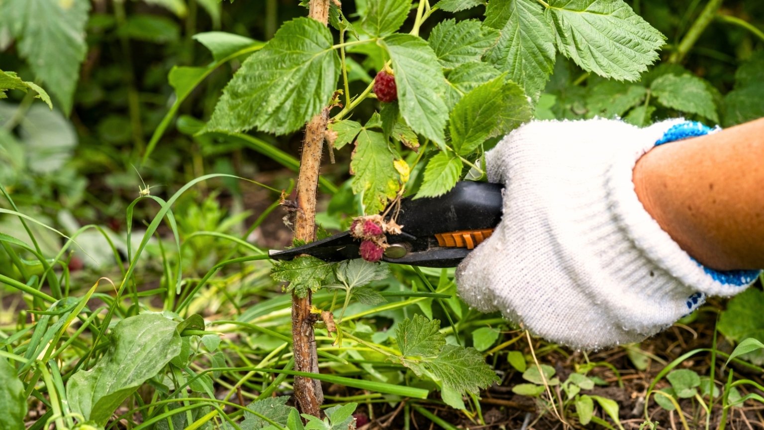 How to Prune Raspberries in 7 Steps