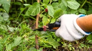 How to Prune Raspberries in 7 Steps