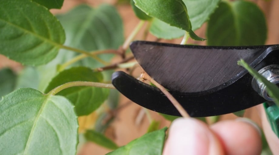 How to Prune Fuchsia Plants for Blooms All Summer
