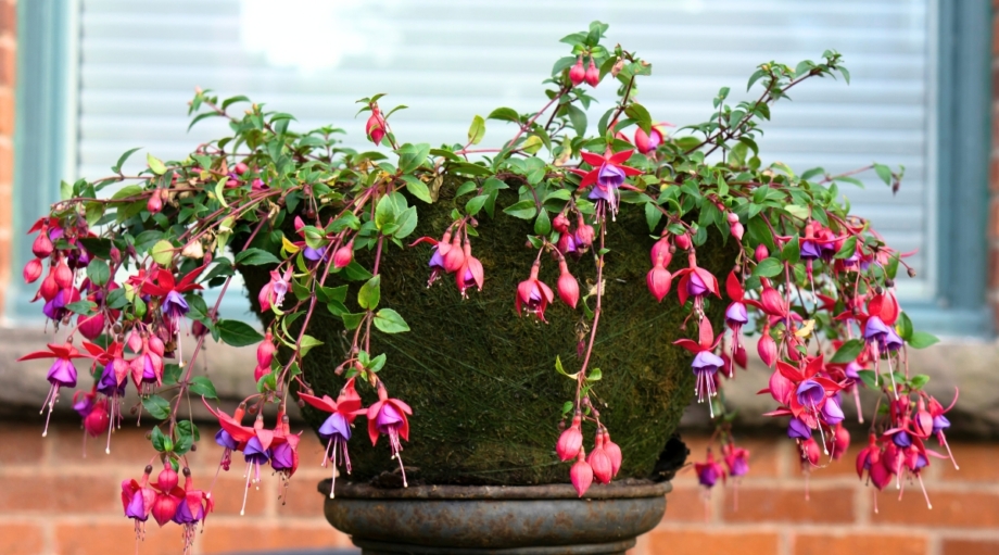 How to Prune Fuchsia Plants for Blooms All Summer