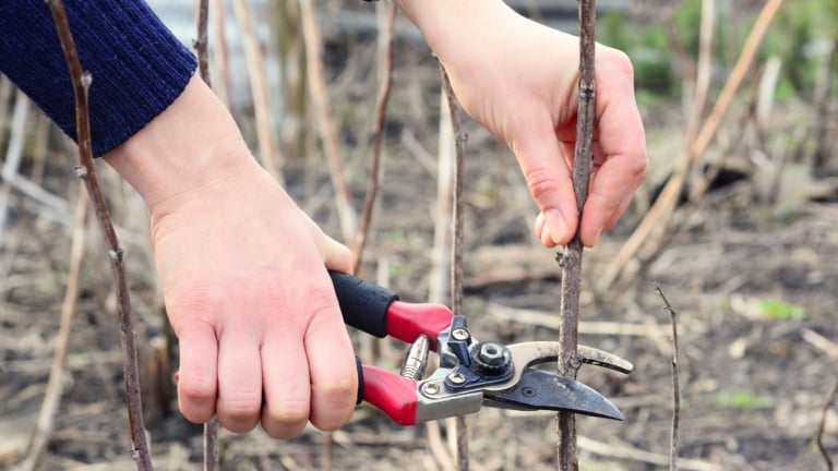 How to Prune Raspberries in 7 Steps