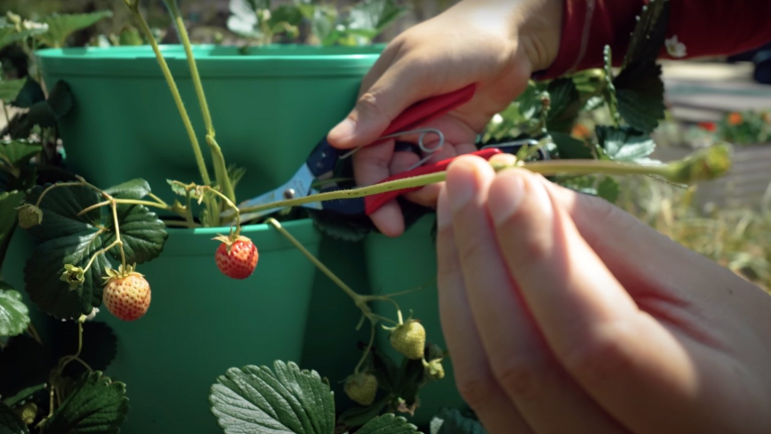 How to Grow Strawberries in Vertical Containers