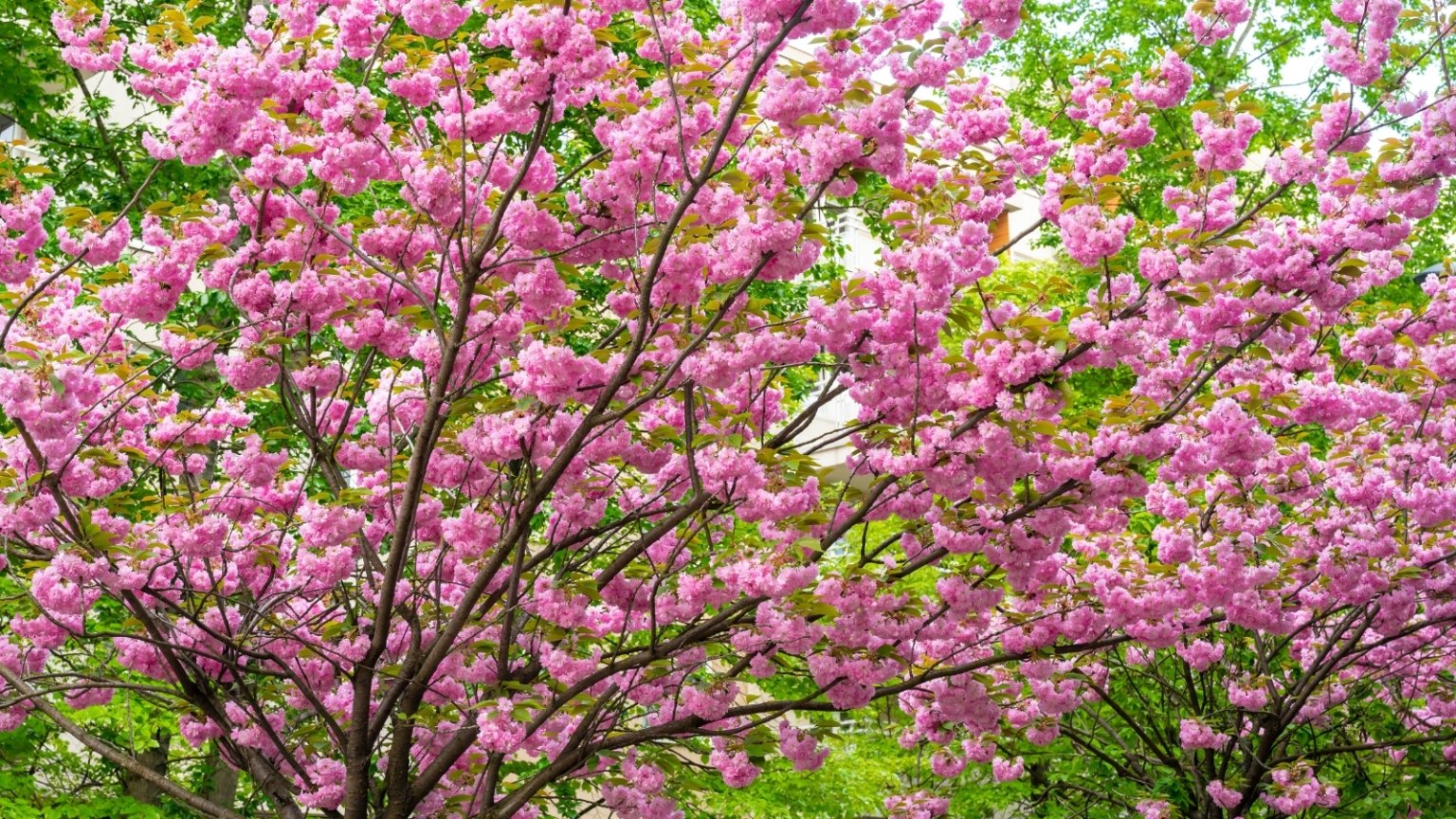 17 Low-Maintenance Trees For Your Landscape