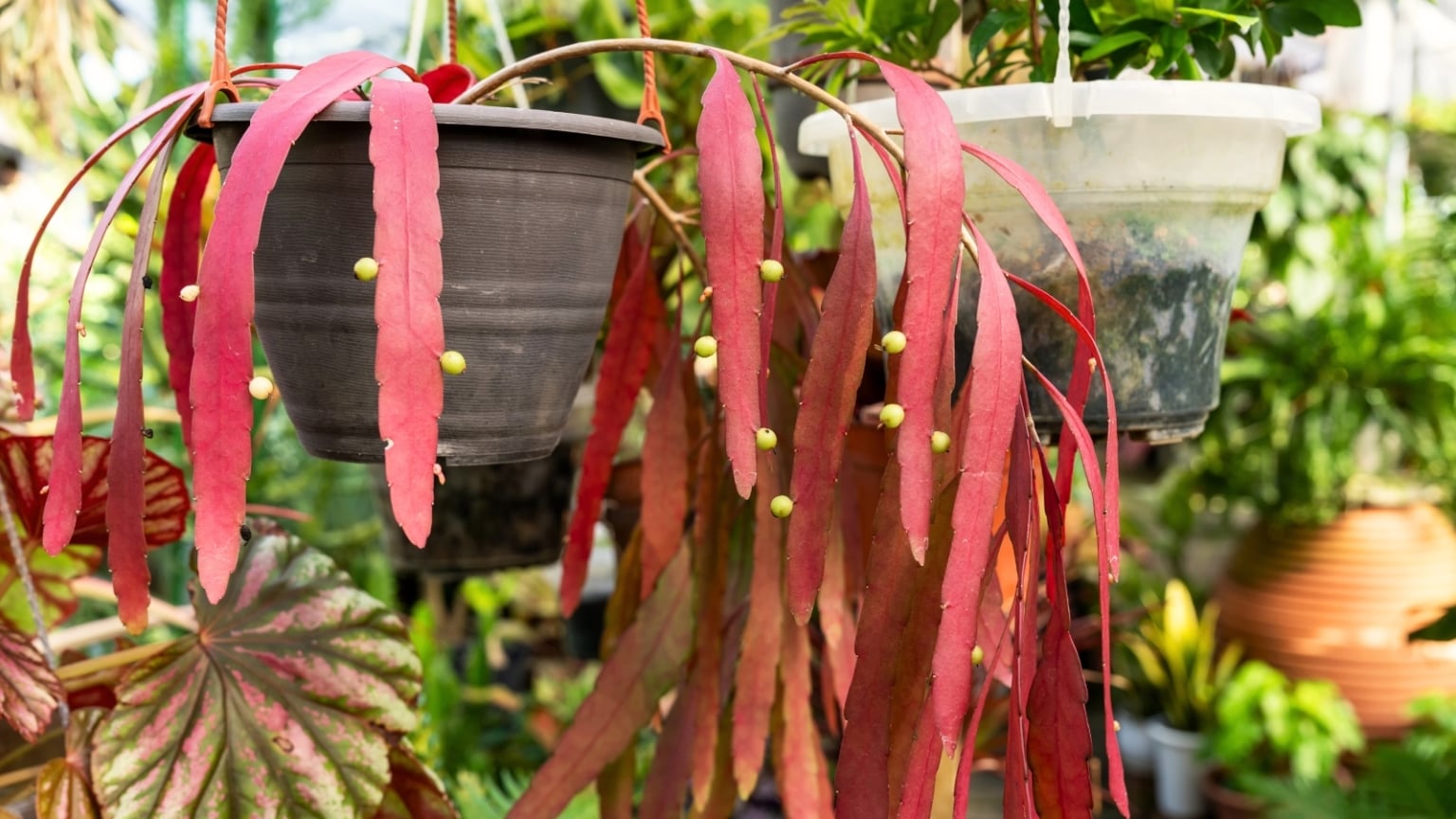 17 Houseplants with Red Foliage