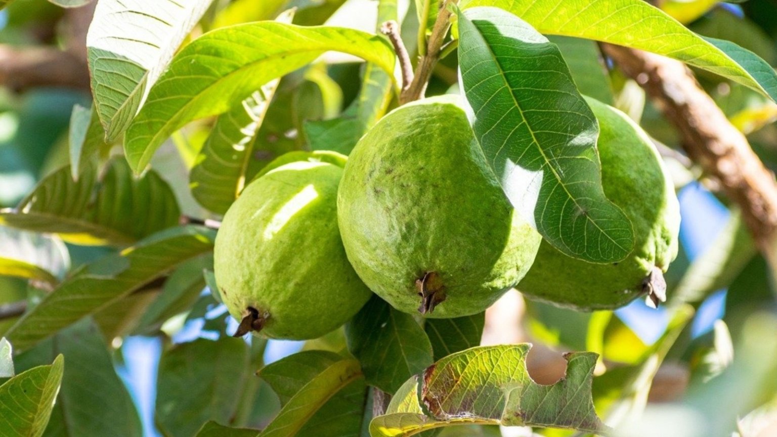 How to Plant, Grow, and Care For ‘Barbie Pink’ Guava Trees