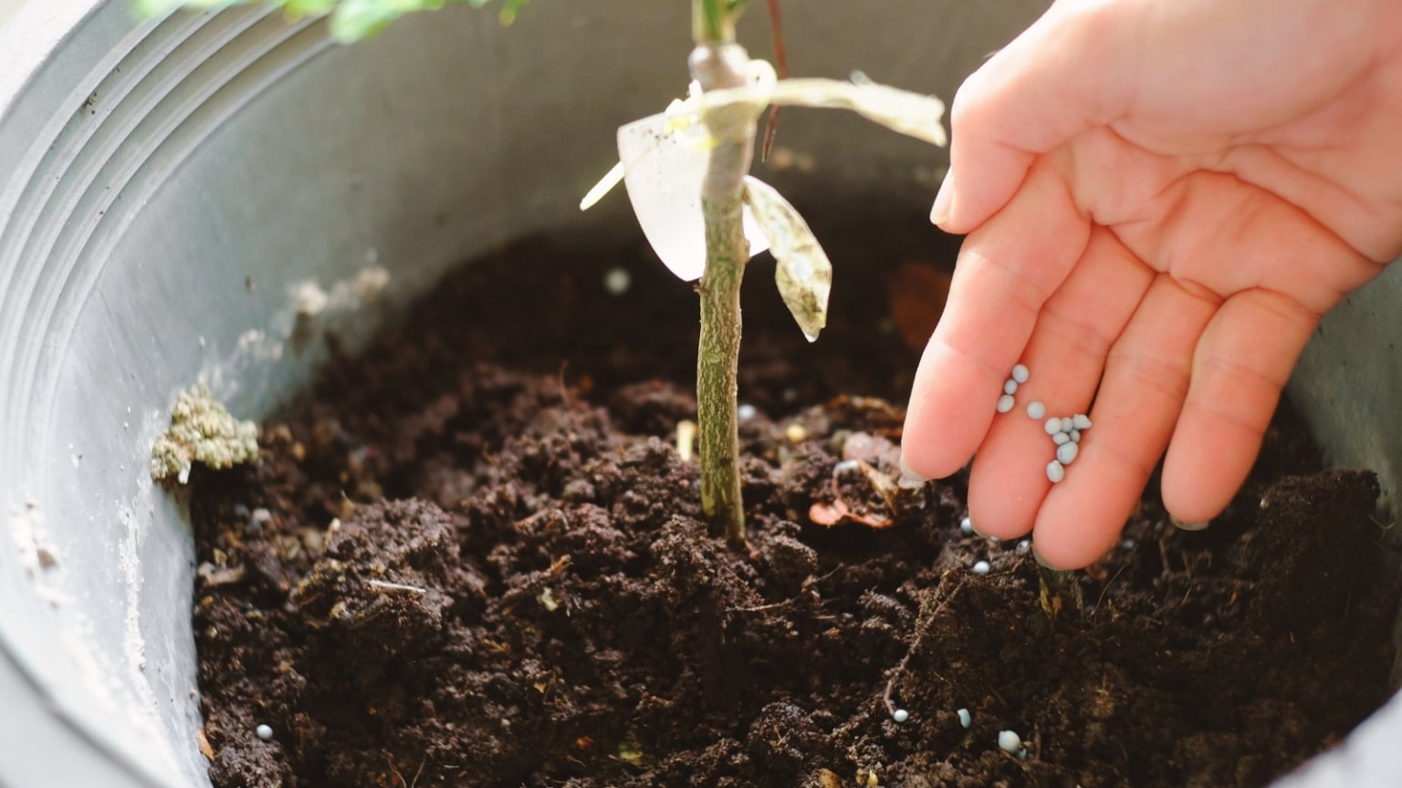 How to Plant, Grow, and Care For ‘Barbie Pink’ Guava Trees