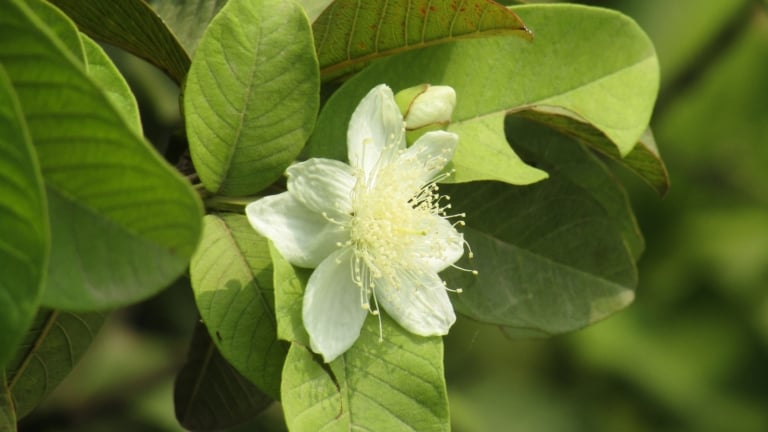 How to Plant, Grow, and Care For ‘Barbie Pink’ Guava Trees
